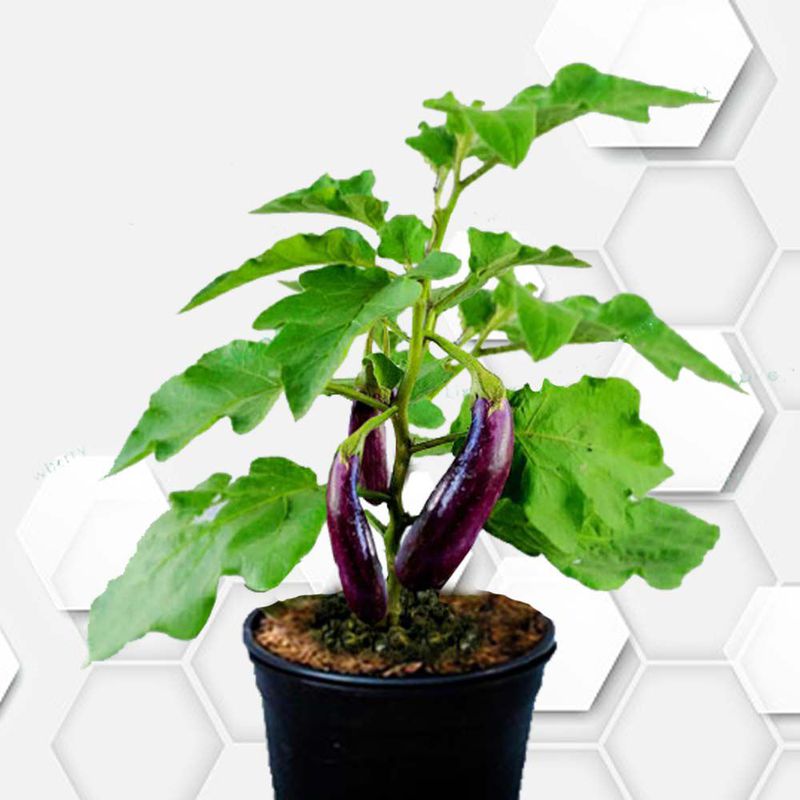 Terung dalam Pot