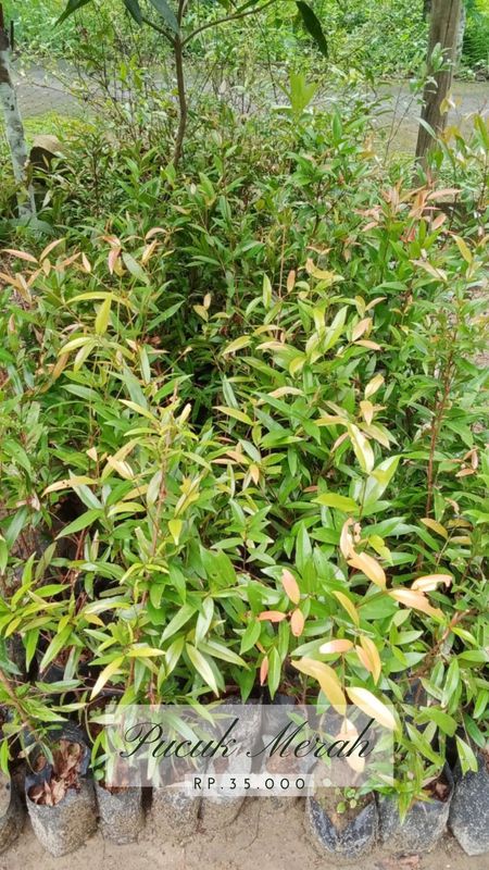 Tanaman Hias Pucuk Merah