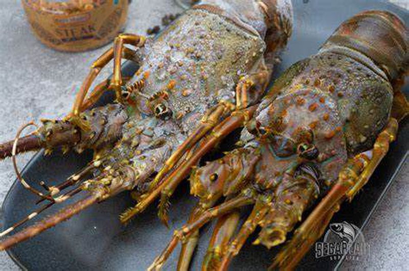 Lobster laut besar