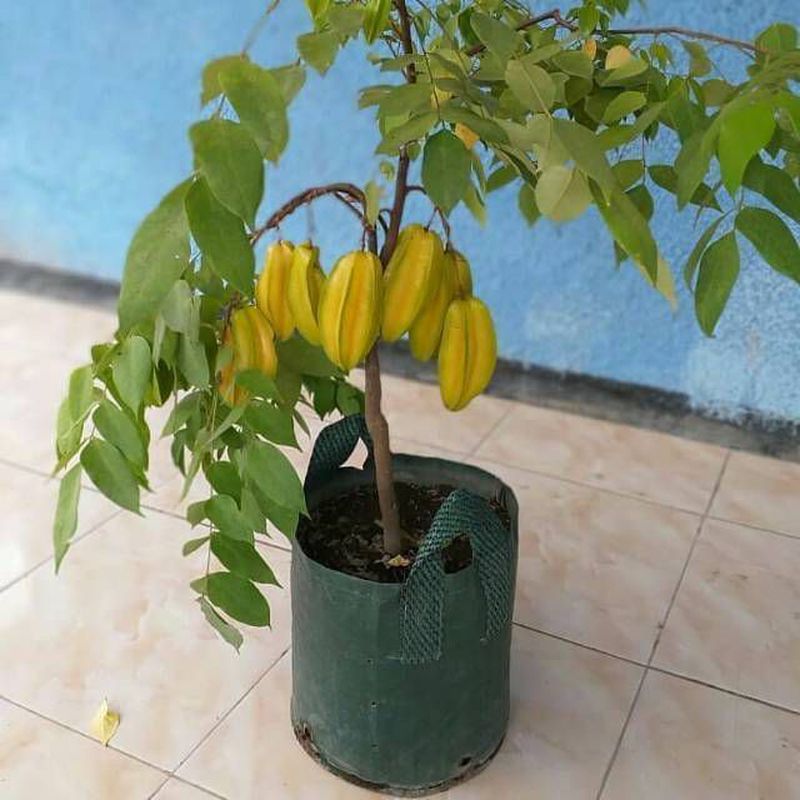 Bibit Pohon Belimbing Dewa Uk. 50 cm