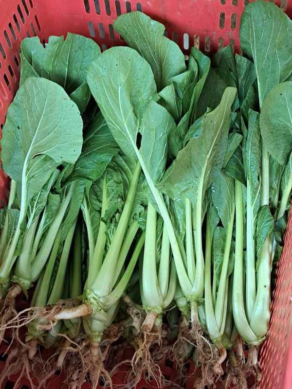 Sayur Caisim (Kg)