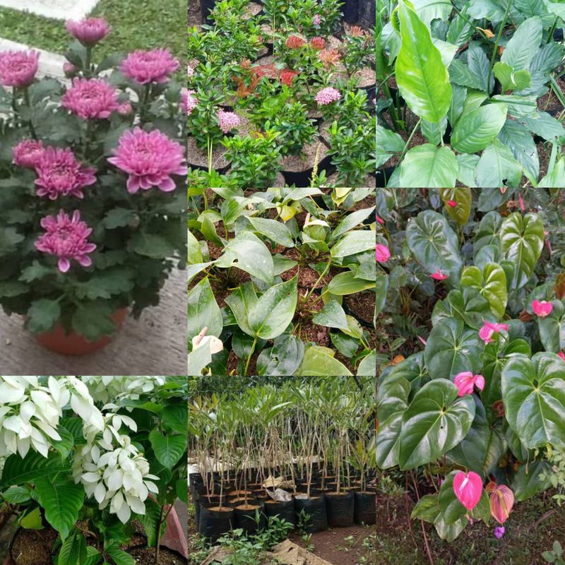 bibit bunga (bougenville, anturium, tabebuya, nusa indah, asoka, krisan ...