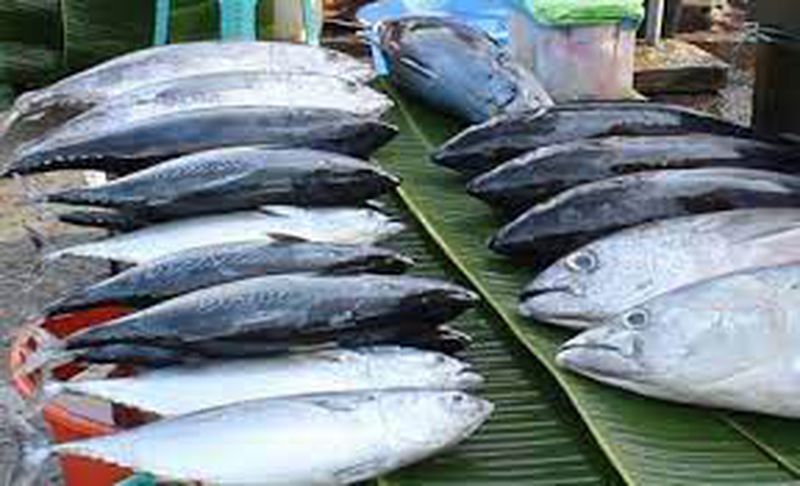 ikan segar - Ikan Momar