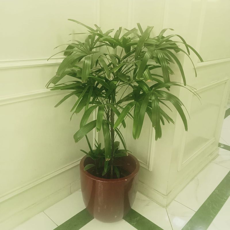 Sewa Tanaman HIas Palem Waregu