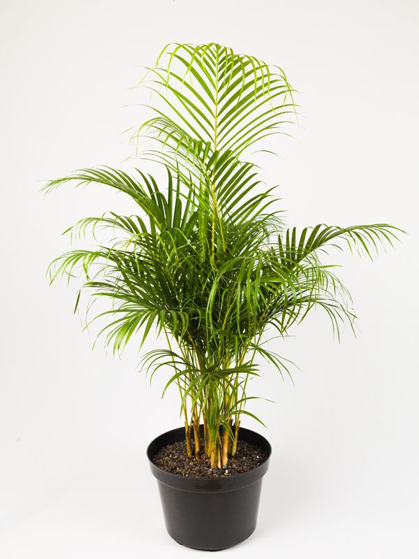 BUNGA DALAM POT (PALM KUNING)