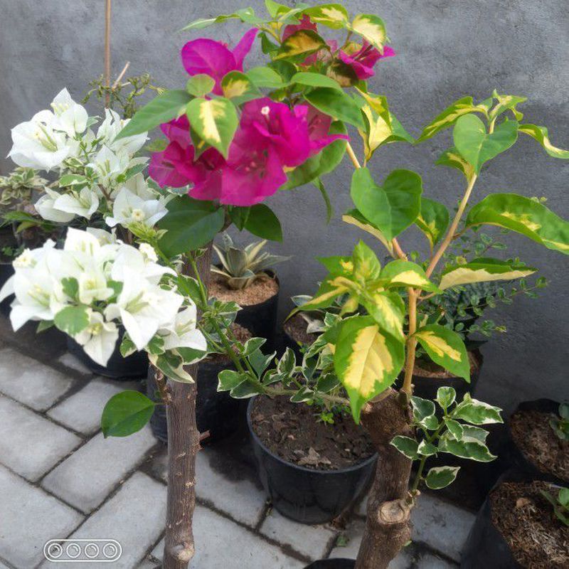 Tanaman Hias Bougenvile