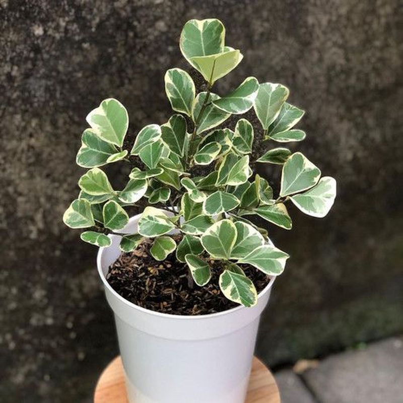 Tanaman Hias Ficus Triangularis