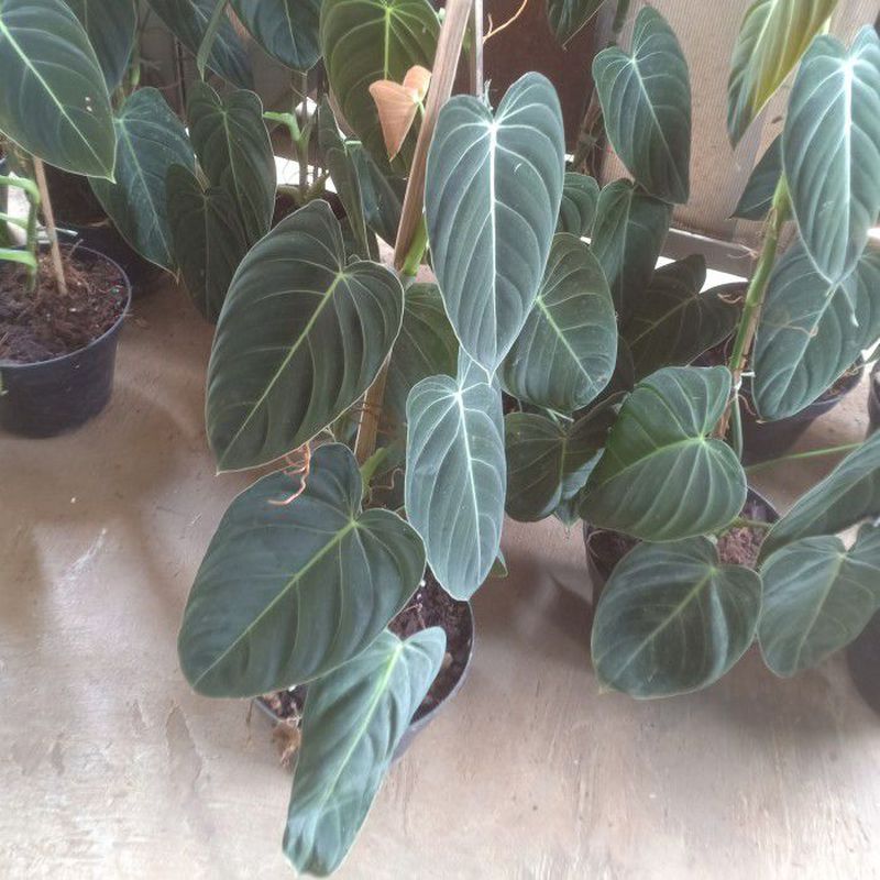 Tanaman hias philo melano