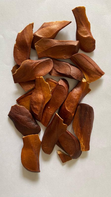 Benih Mahoni Bersertifikat TBT (Swietenia macrophylla)