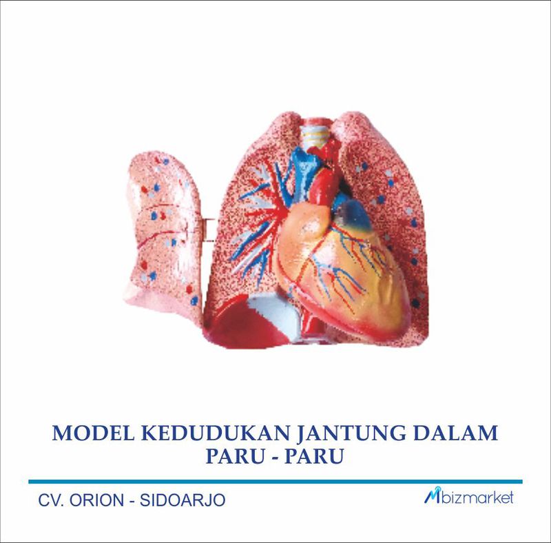 Model Kedudukan Jantung Dalam Paru-Paru