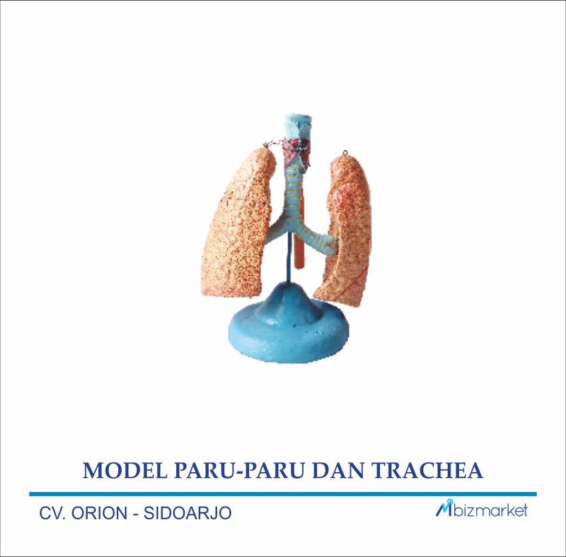 Model Paru-Paru dan Trachea