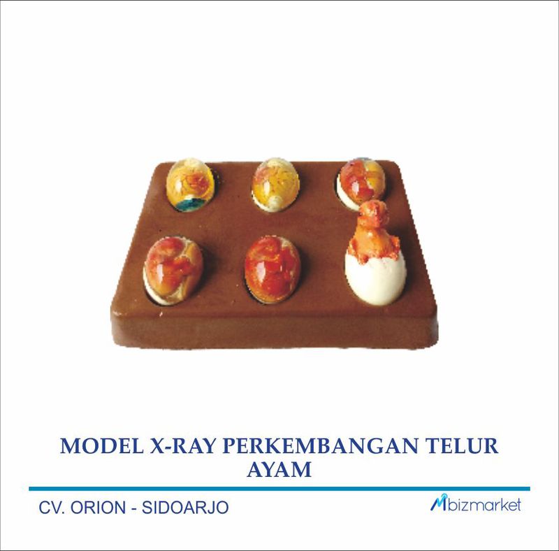 Model X - Ray Perkembangan Telur