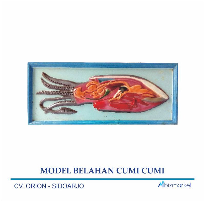 Model Belahan Cumi-Cumi