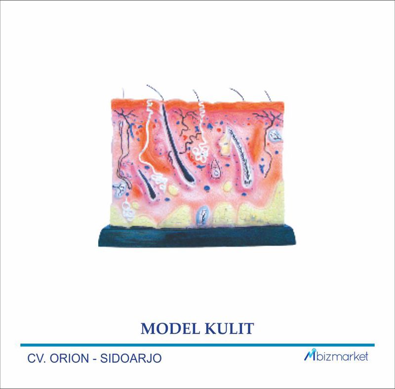 Model Kulit