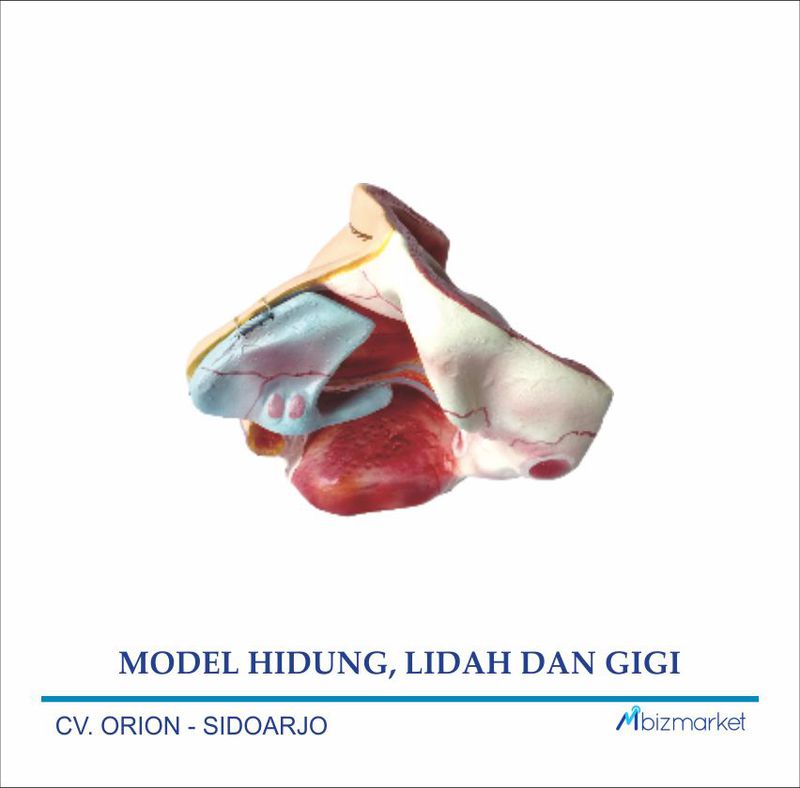 Model Hidung, Lidah dan Gigi