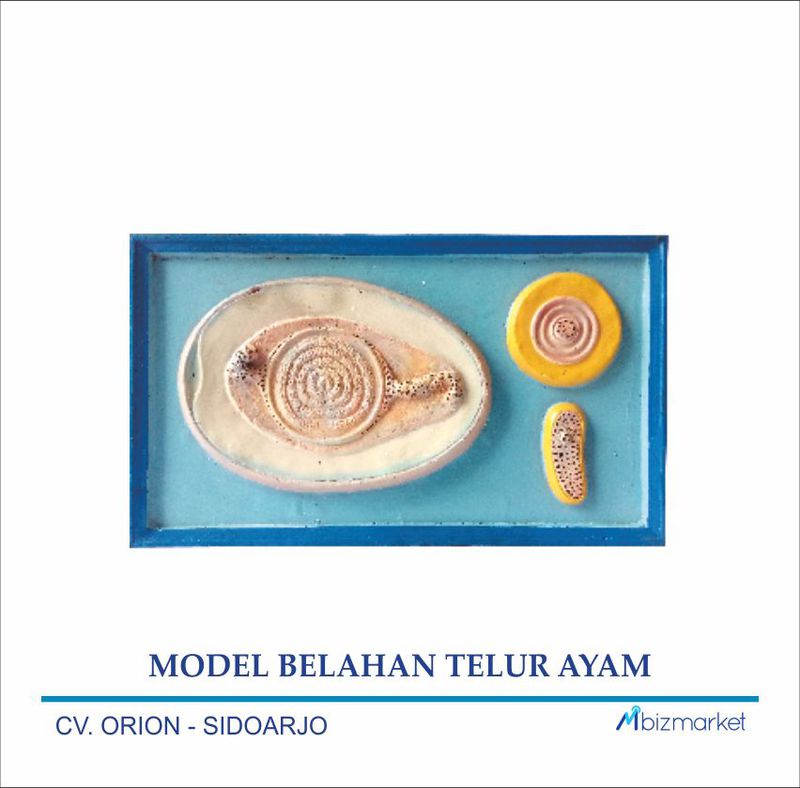 Model Belahan Telur Ayam