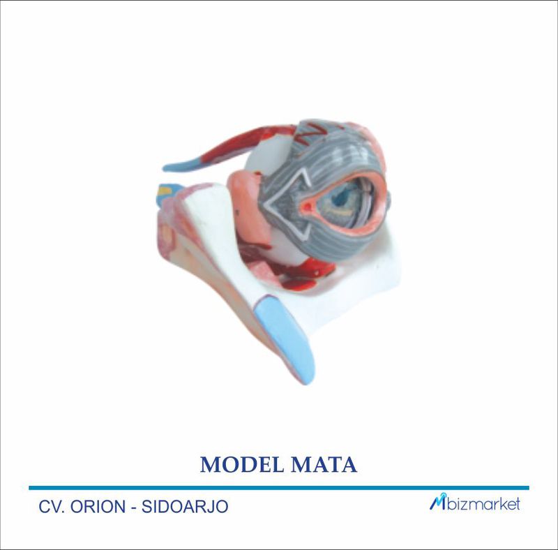 Model Mata