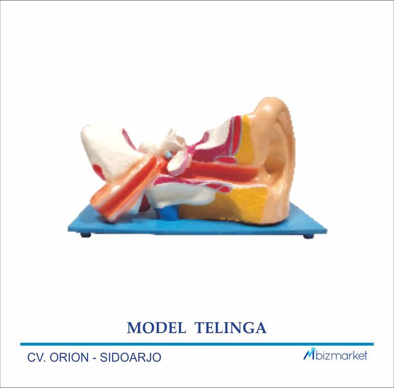 Model Telinga
