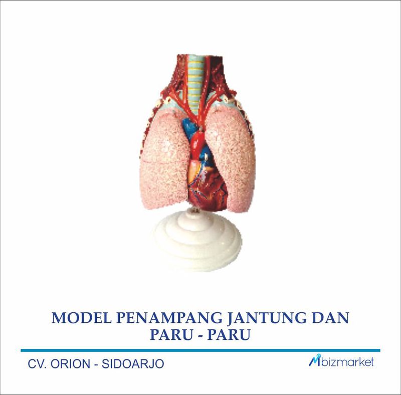 Model Penampang Jantung dalam Paru - Paru