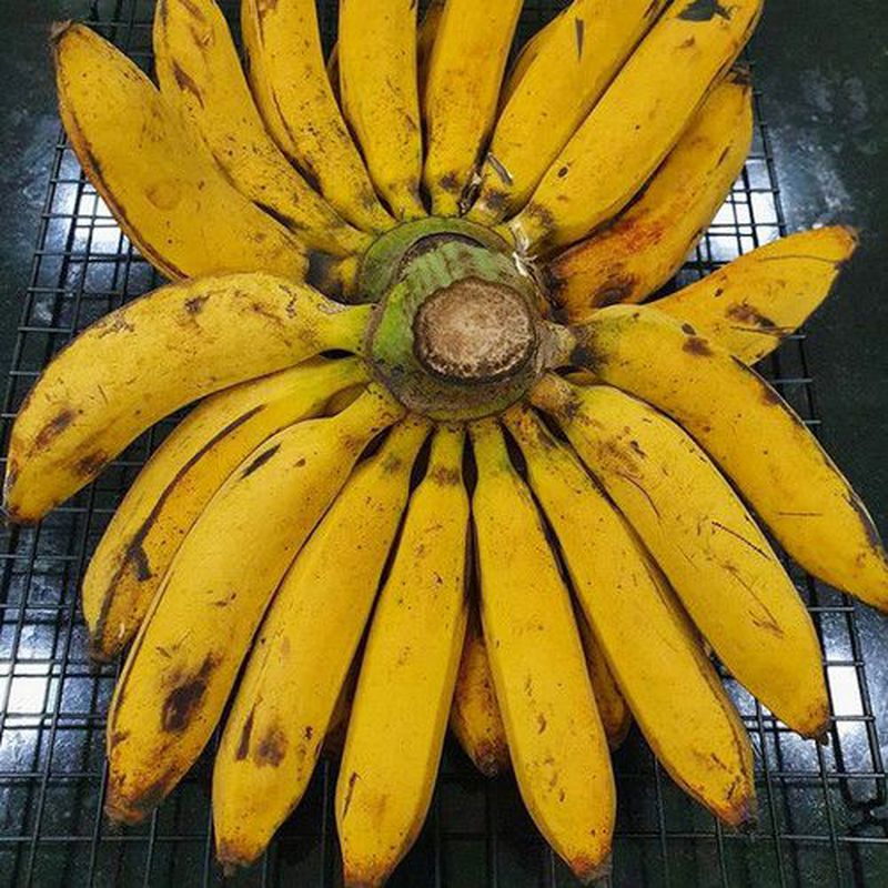 Pisang Raja