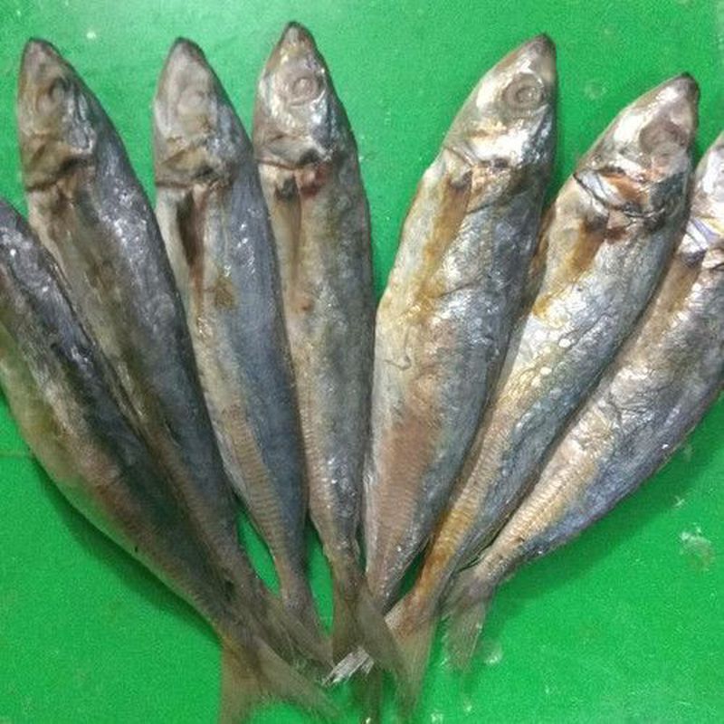 Ikan Japuh