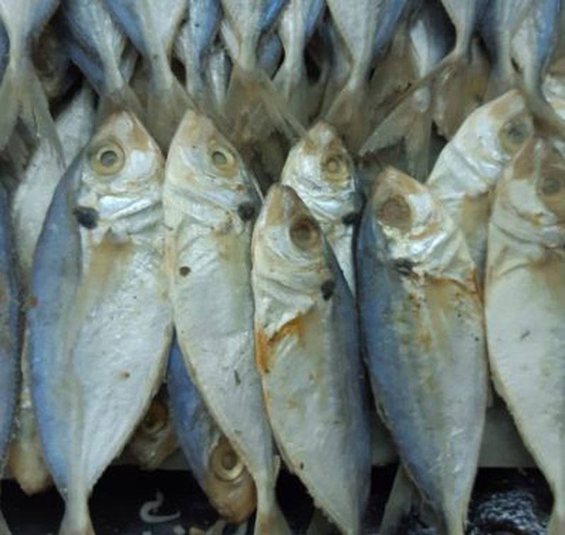 Ikan Peda