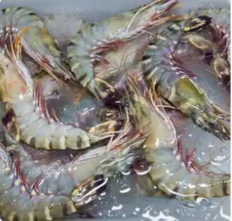 Udang Besar