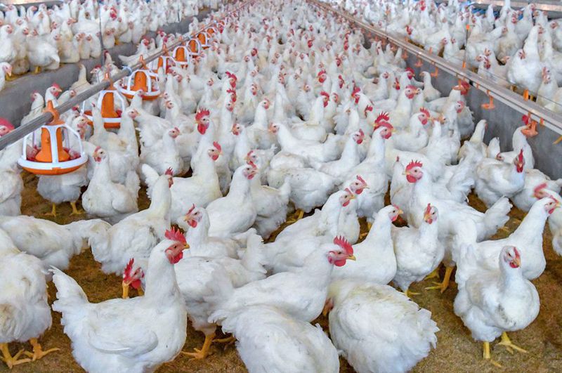 AYAM SEGAR - AYAM BROILER