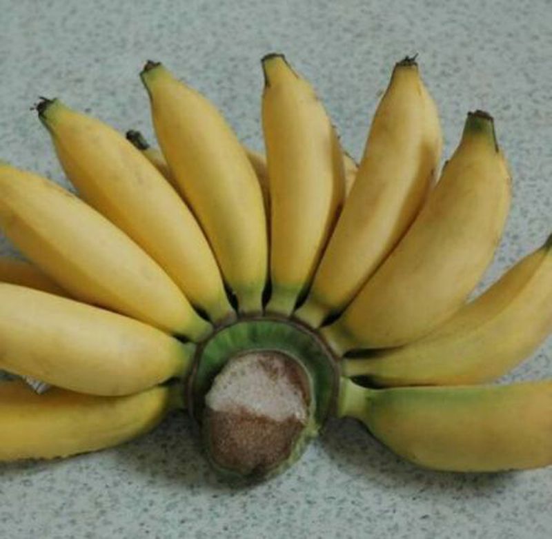 Pisang Muli