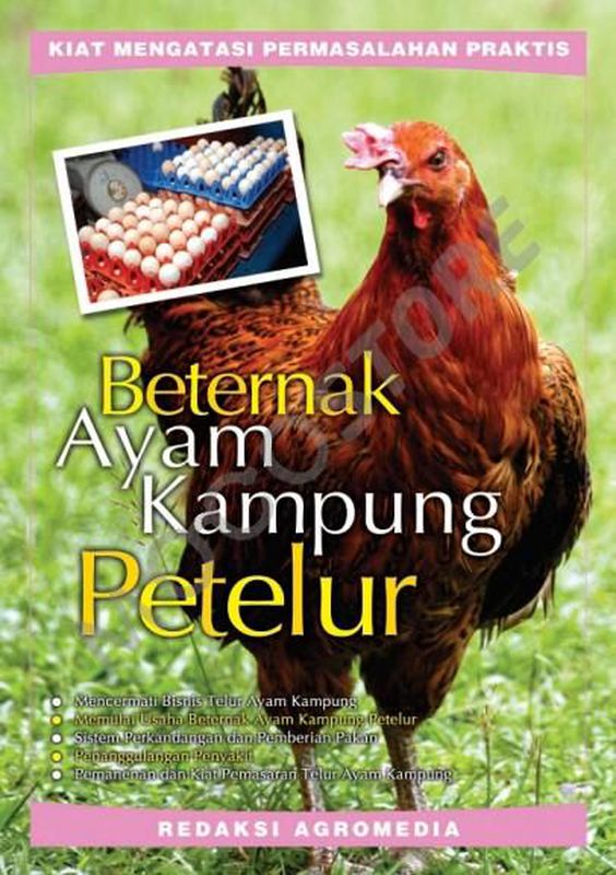 EBOOK - Beternak Ayam Kampung Petelur