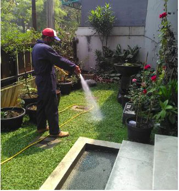 Anti Rayap (Termite Control)