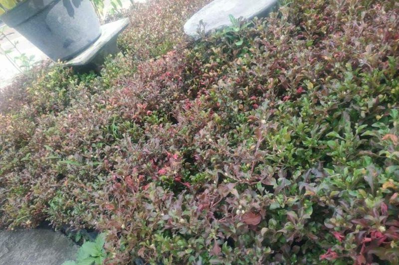 Tanaman Krokot Merah