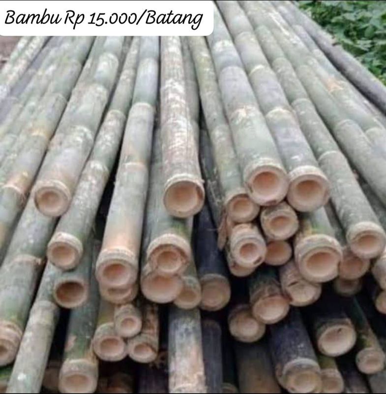 Bambu