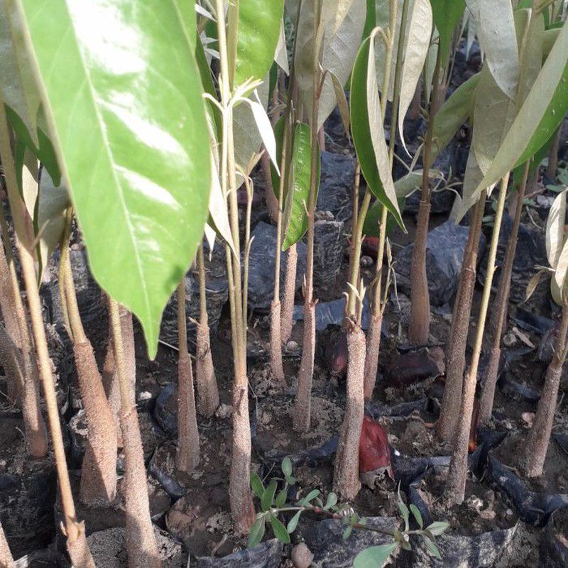 Bibit batang batang bawah durian / kamundai / Likol