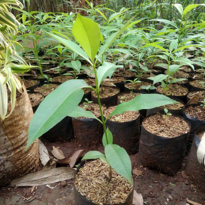 Bibit Pohon Pulai