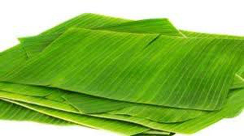Daun Pisang