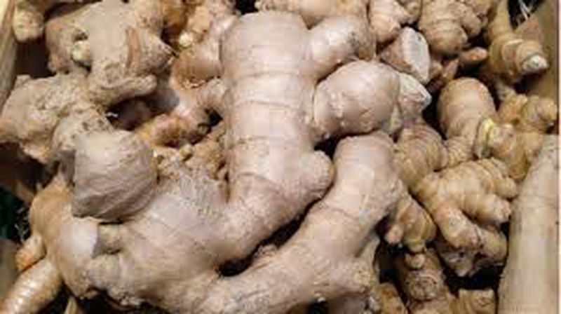 Jahe (Zingiber officinale)