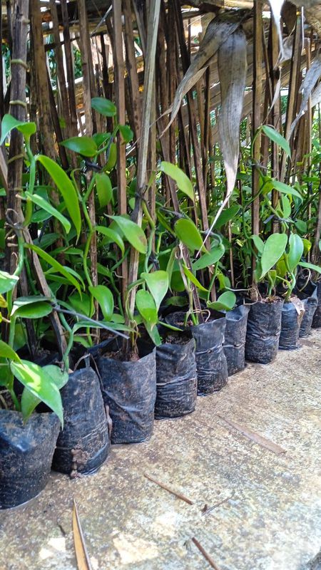 BENIH VANILI VARIETAS ALOR CV LANG BUANA