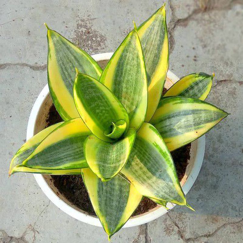 Sansivera List Kuning (Kecil)