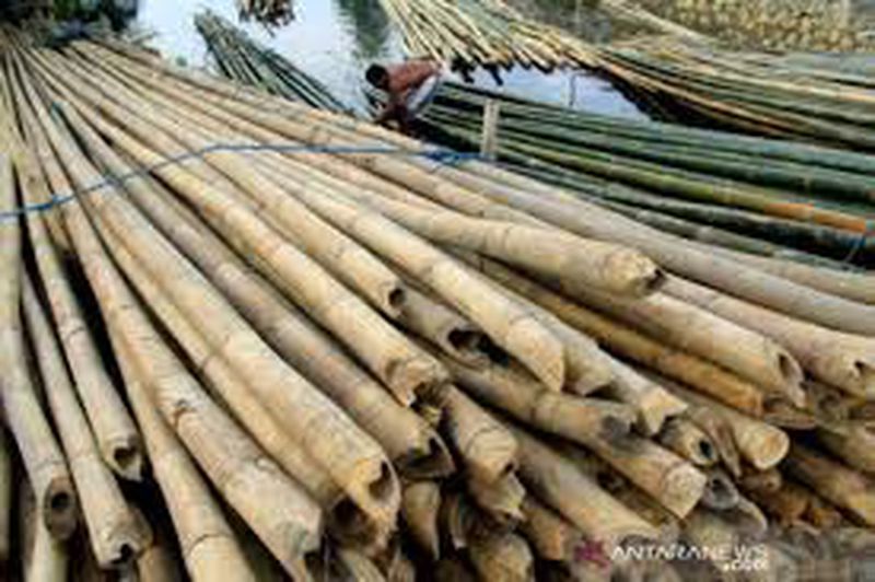 Bambu