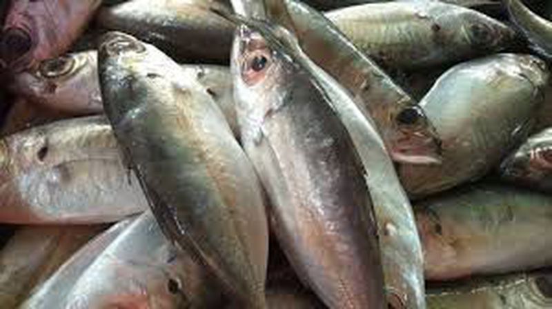 Ikan Segar Mata Besar