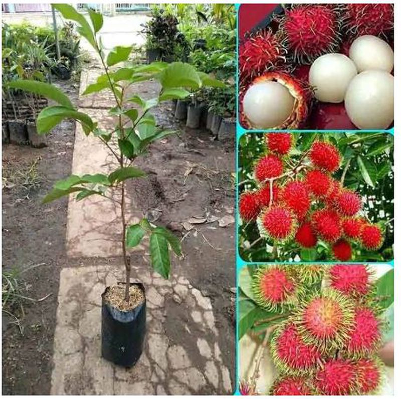 Benih Rambutan