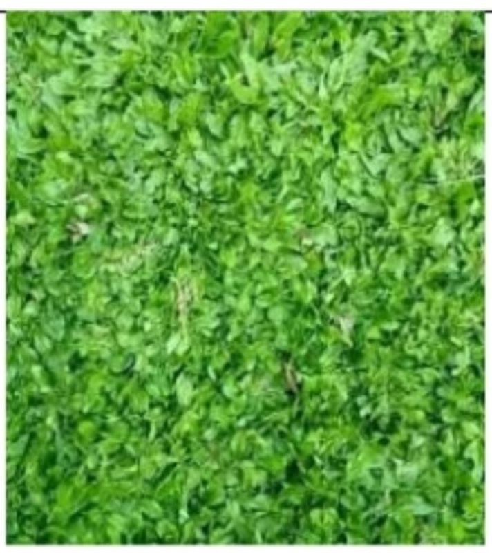 Bibit Rumput Gajah Mini