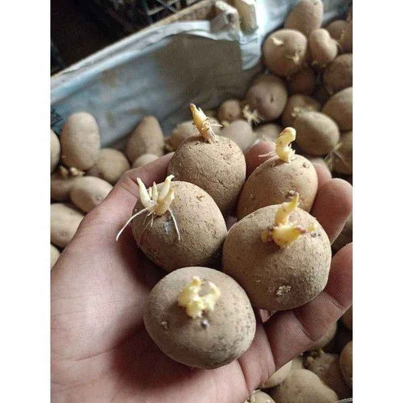 Bibit Kentang G 2