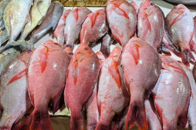 ikan kakap