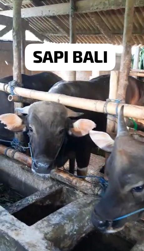 Sapi Qurban