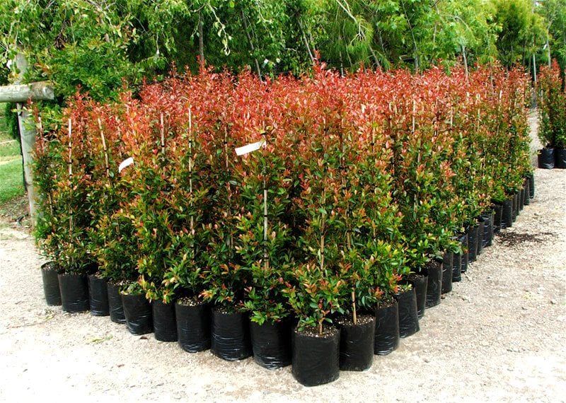 PUCUK MERAH TINGGI 1,2 METER