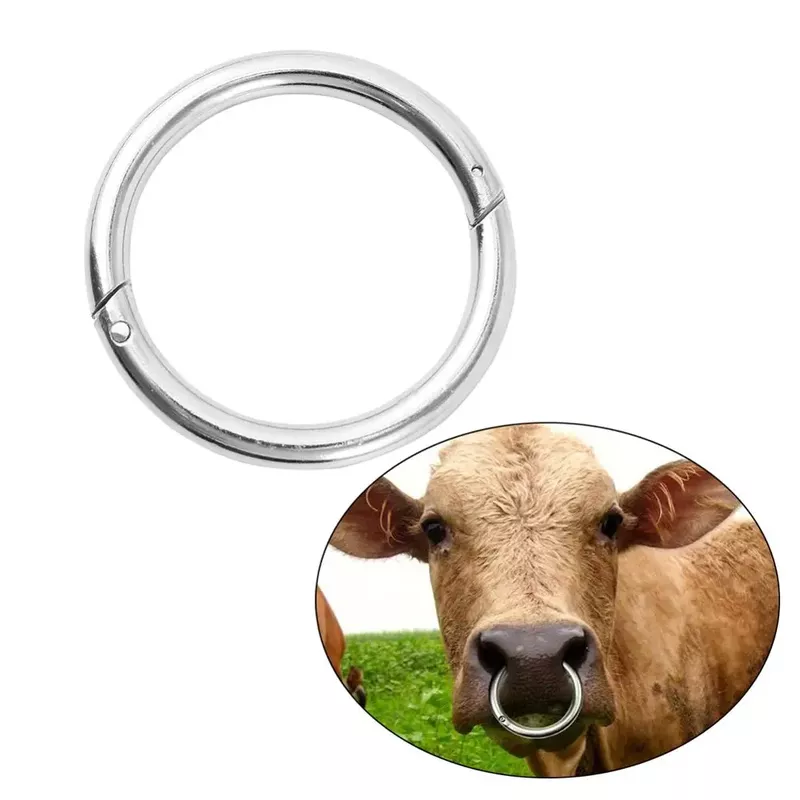 Ring Nose Sapi