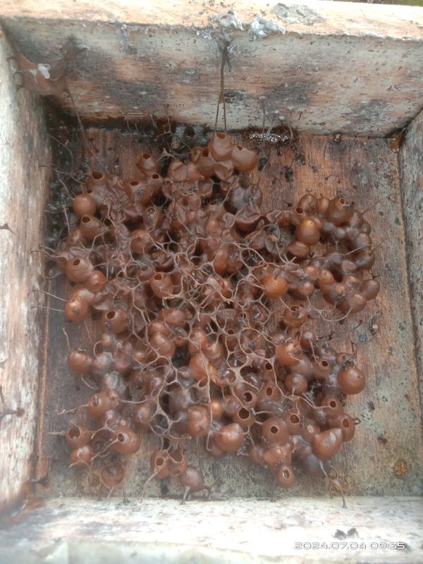 Stup Lebah Madu dan Koloni Lebah Madu Kelulut