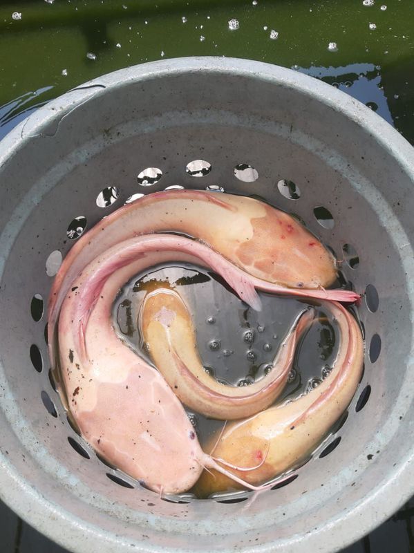 Induk Ikan Lele Putih / Albino